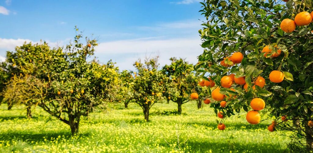 Bernar Foods | Suppliers fresh Spanish fruits and vegetables